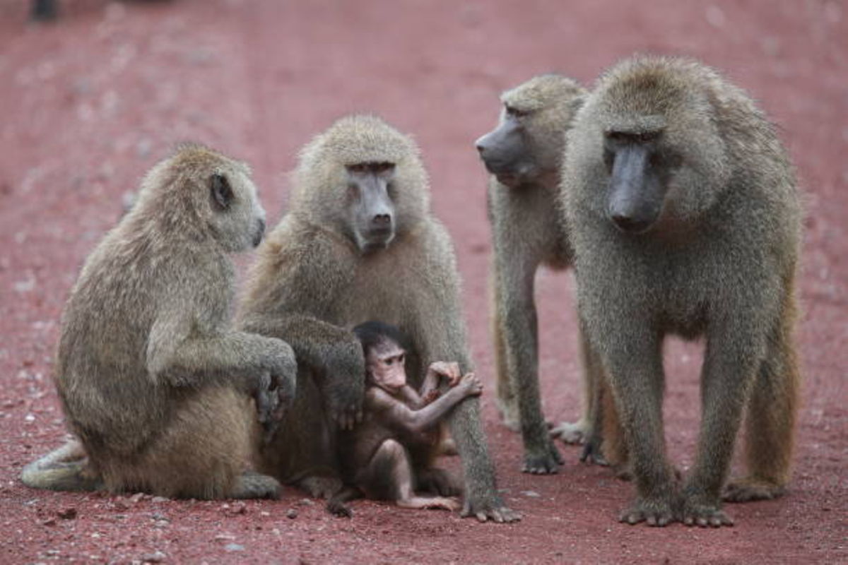 Drama as troop of monkeys snatch baby boy from mother | The Citizen