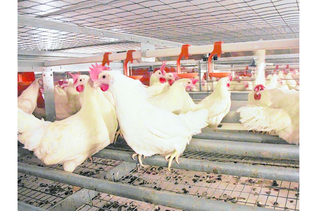 Study reveals excessive use of antibiotics in treating poultry | The ...