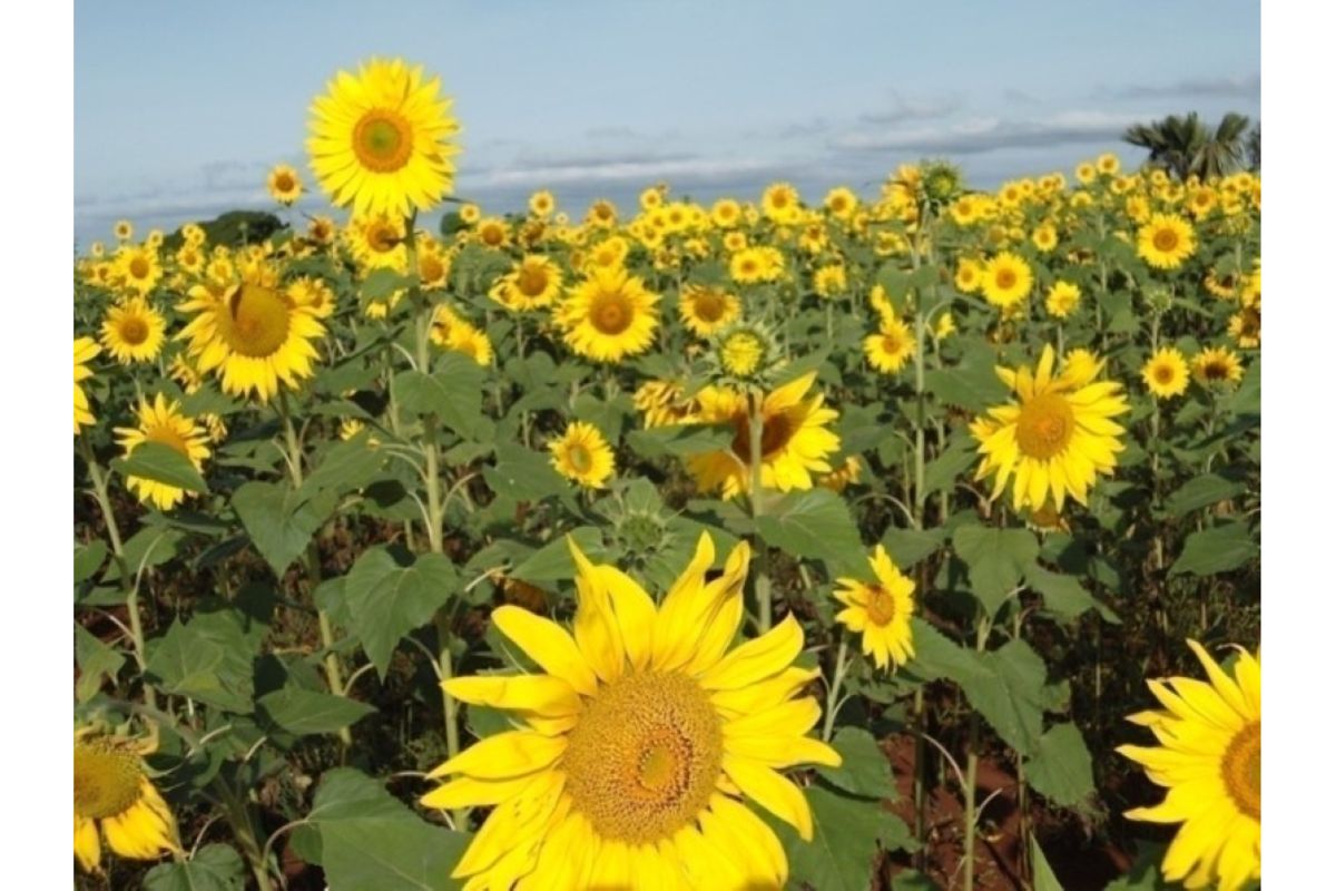 Sh4 billion set to boost sunflower, pulses agro-value chains | The Citizen