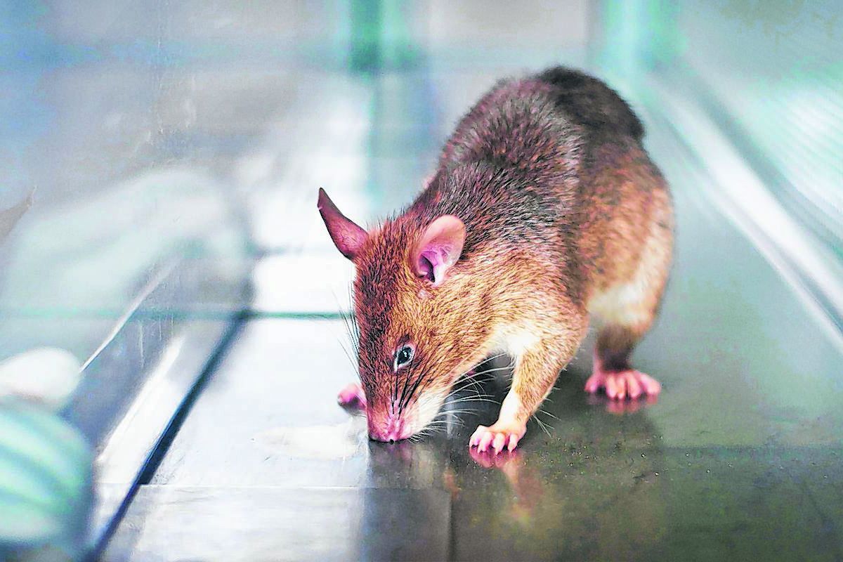 The story of rats fighting TB, landmines to save human life | The Citizen