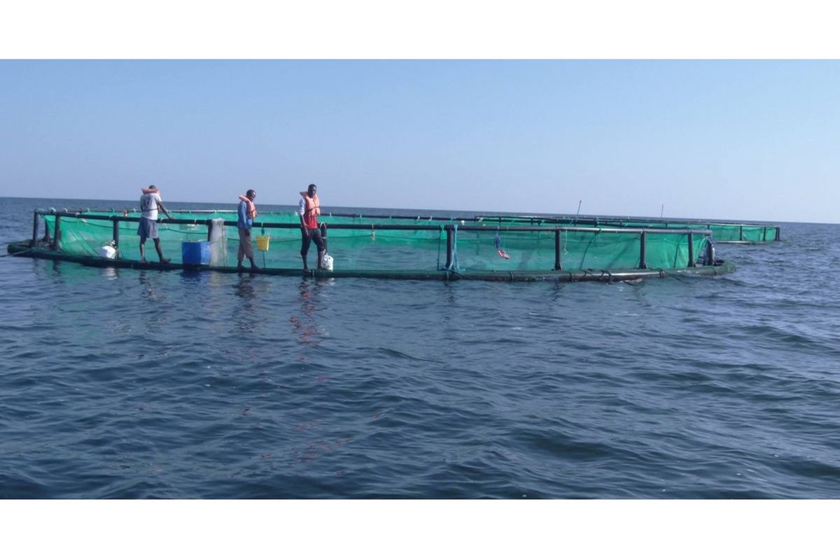 Fish cage farming: Start-ups face uphill task to raise capital | The ...