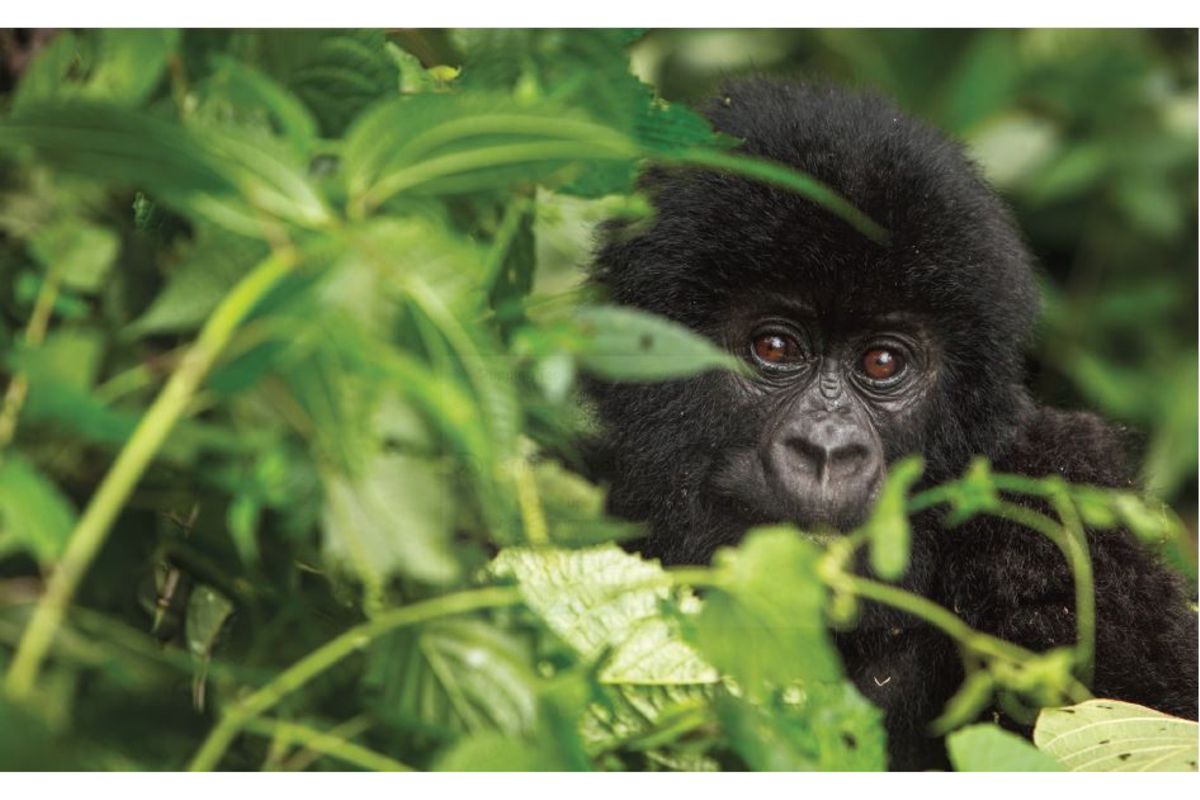 Building a nature positive community: A priority as we bend the nature ...