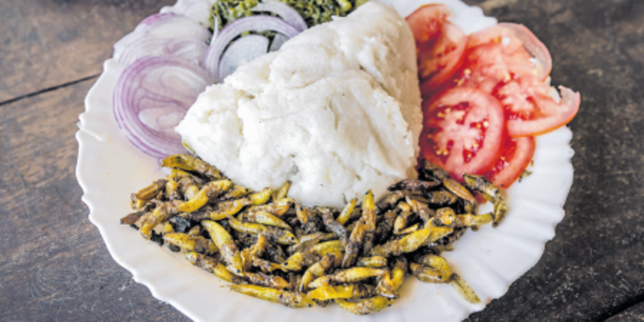 Can edible insects contribute to food and nutrition security? | The Citizen