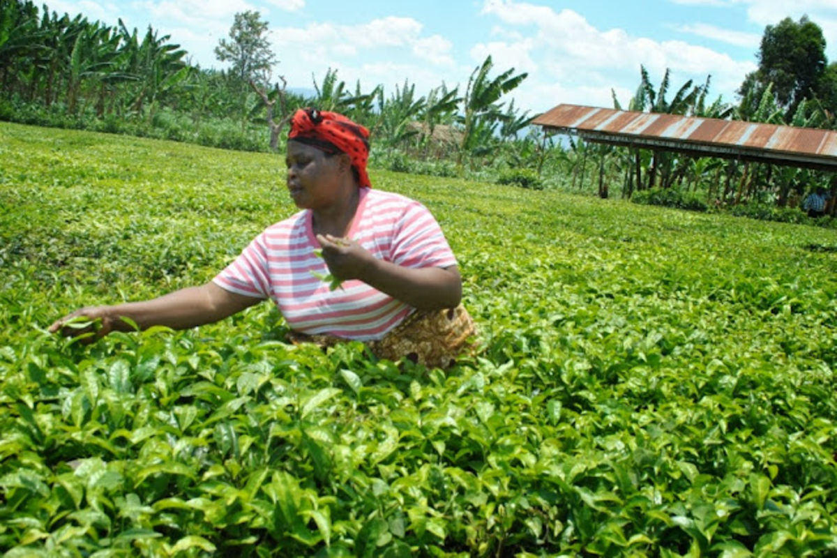 New tea varieties to increase yields, boost farmers’ earnings | The Citizen