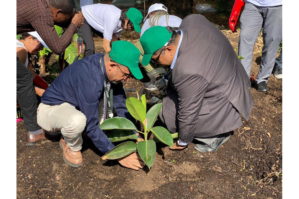 Foundation embarks on microforest plan | The Citizen