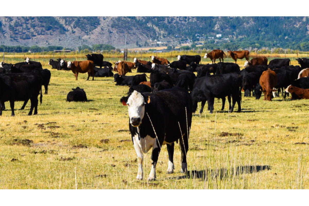 Usangu ranch distances itself from Ruaha diversion claim | The Citizen