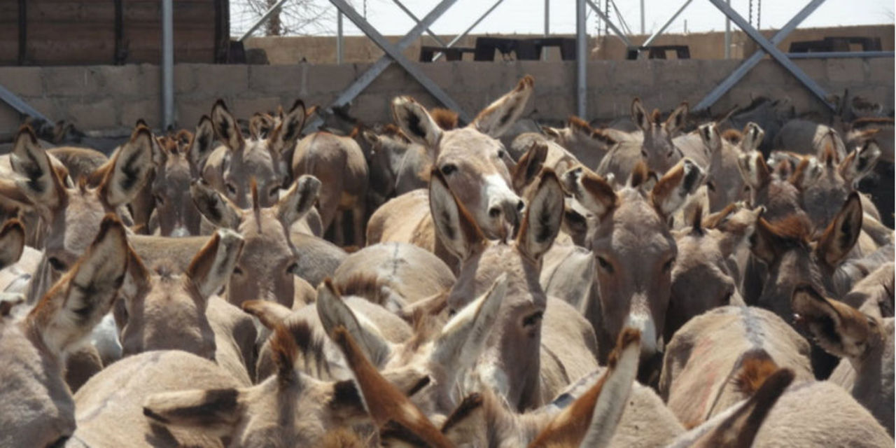 Trade in donkey skins still unpopular in East Africa | The Citizen