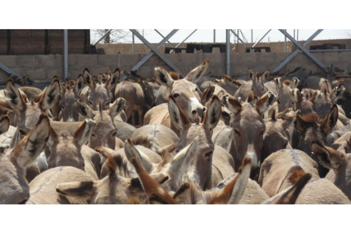 Trade in donkey skins still unpopular in East Africa | The Citizen