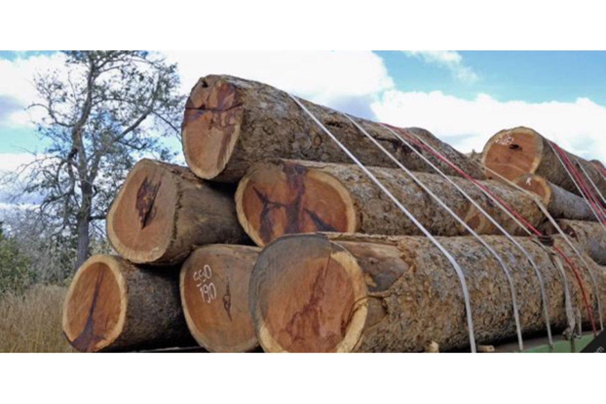 Local timber industry all set for major boost | The Citizen
