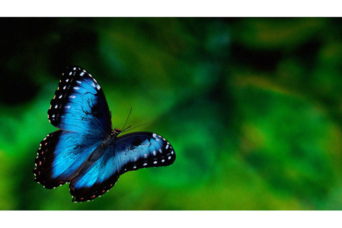 Renewed appeal to lift the ban on butterfly exports | The Citizen
