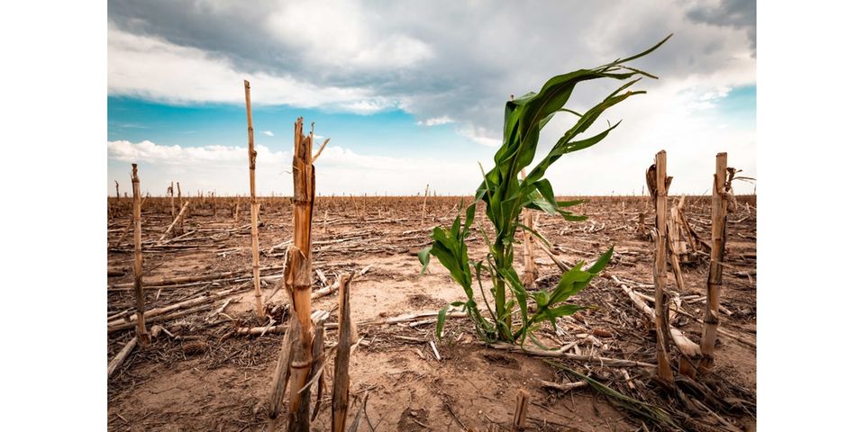 How Tanzania agriculture can cope with effects of climate change | The ...