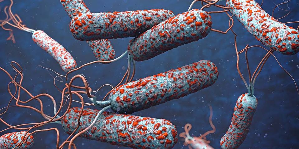 Cholera outbreak kills 10 in South Africa | The Citizen