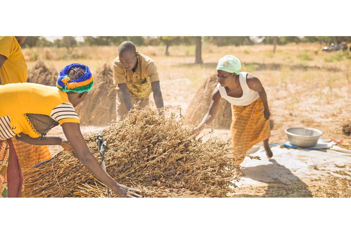 Why sesame is increasingly becoming a lucrative business in Tanzania ...