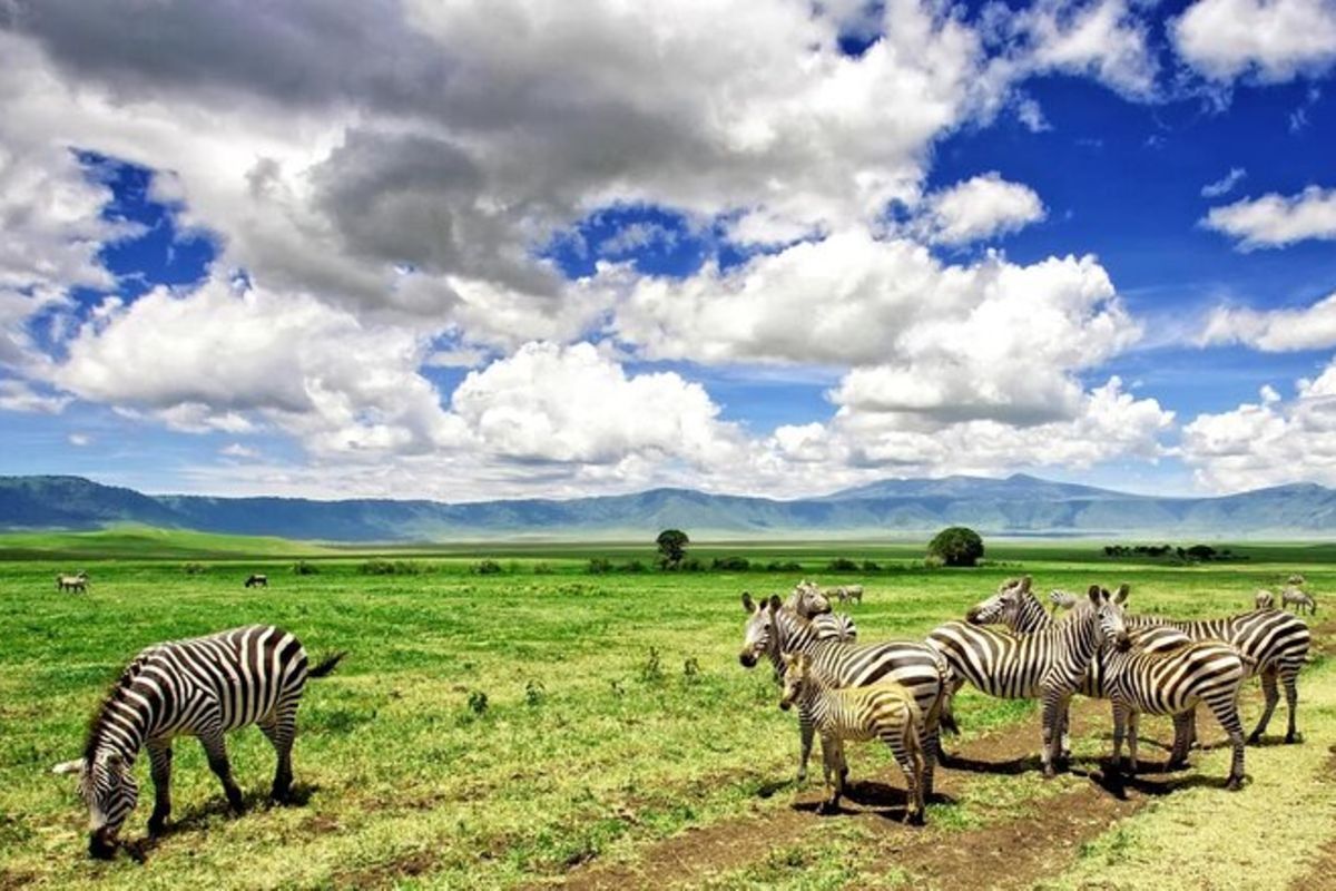 Ngorongoro expects Sh260 billion revenue by 2025 | The Citizen