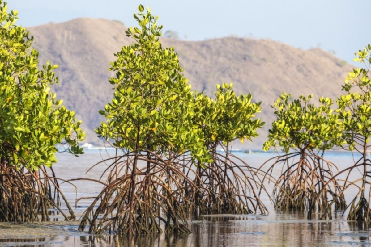 Aga Khan marks Environment Day by planting 15,000 trees | The Citizen