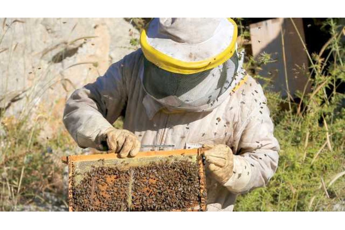 Bees crucial for ecological balance | The Citizen