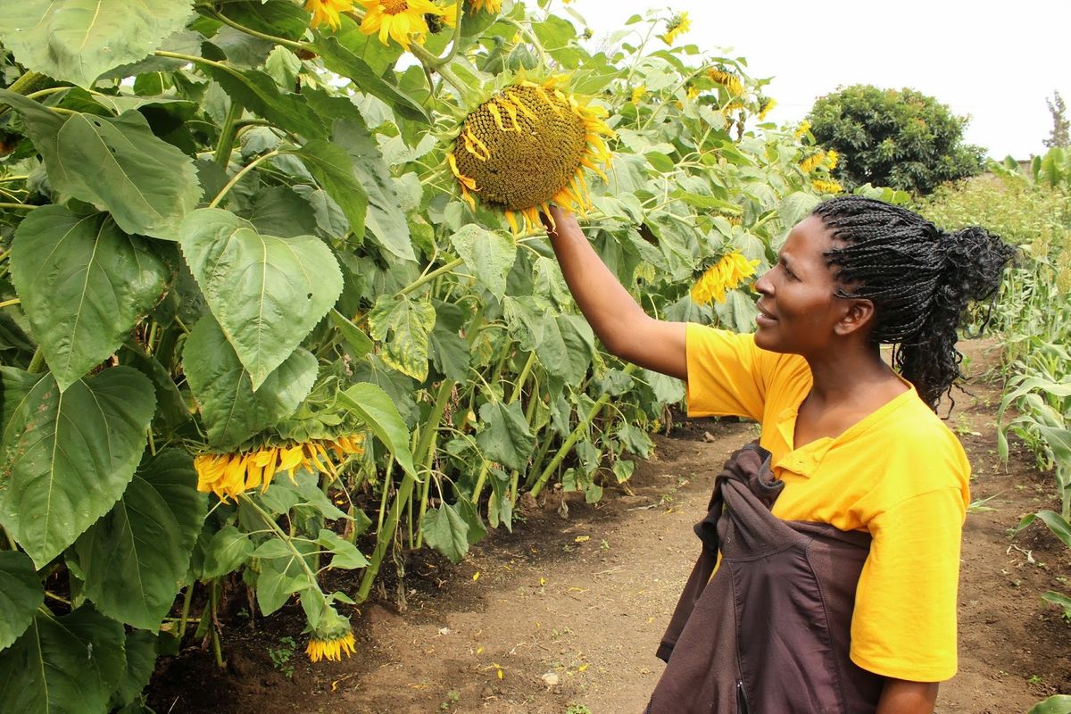 How to increase domestic cooking oil production | The Citizen