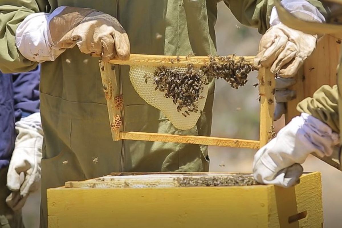 Modern beehives to boost production | The Citizen