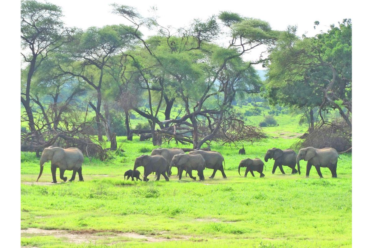 How framing human-wildlife conflict led to a vicious cycle | The Citizen