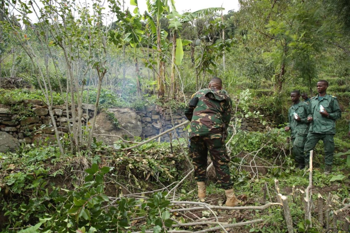 Anti-narcotics destroy 500 acres of mirungi in Kilimanjaro | The Citizen
