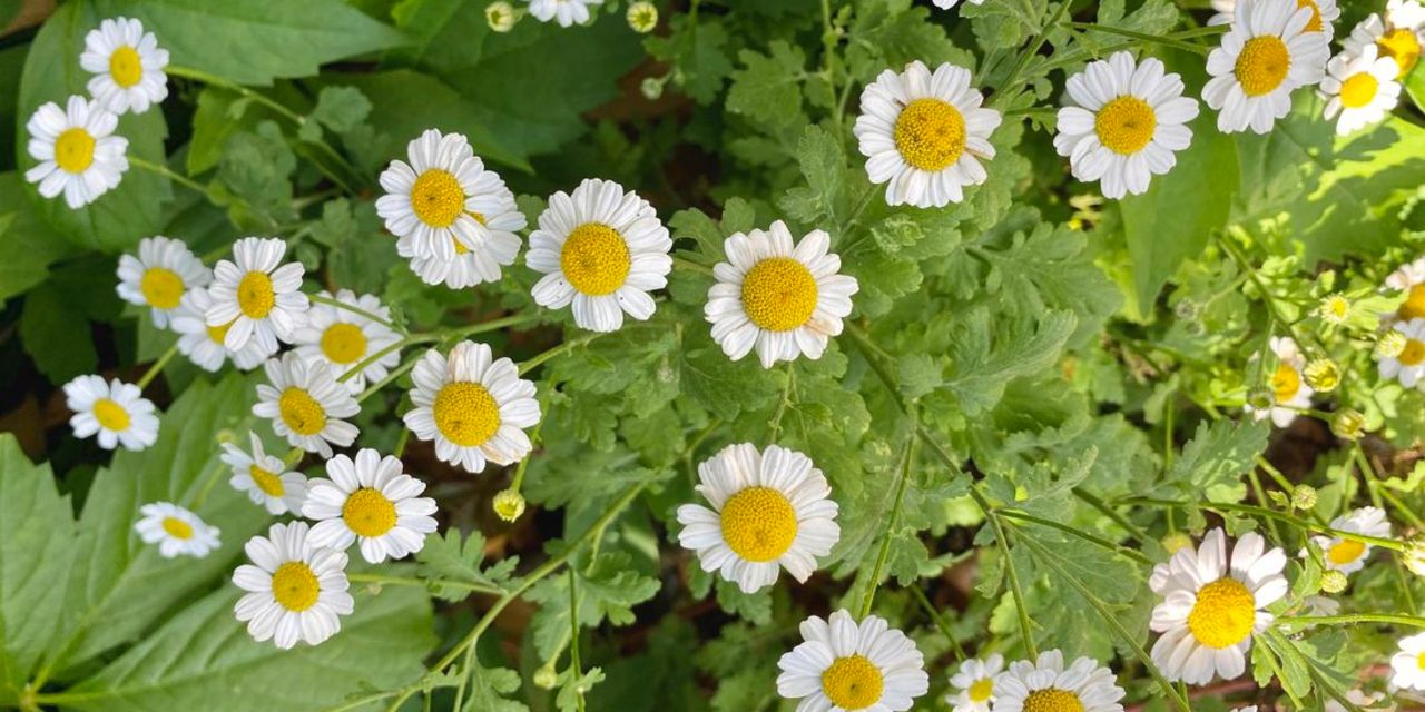 Hope as Tanzania’s pyrethrum production doubles | The Citizen