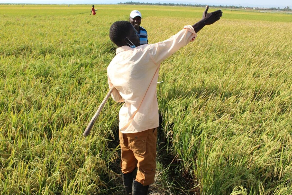 New Kilimo Trust strategy to impact 1.5 million farmers | The Citizen