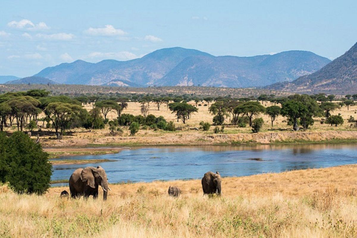 World Bank investigating alleged crimes at $150 million Ruaha tourism ...