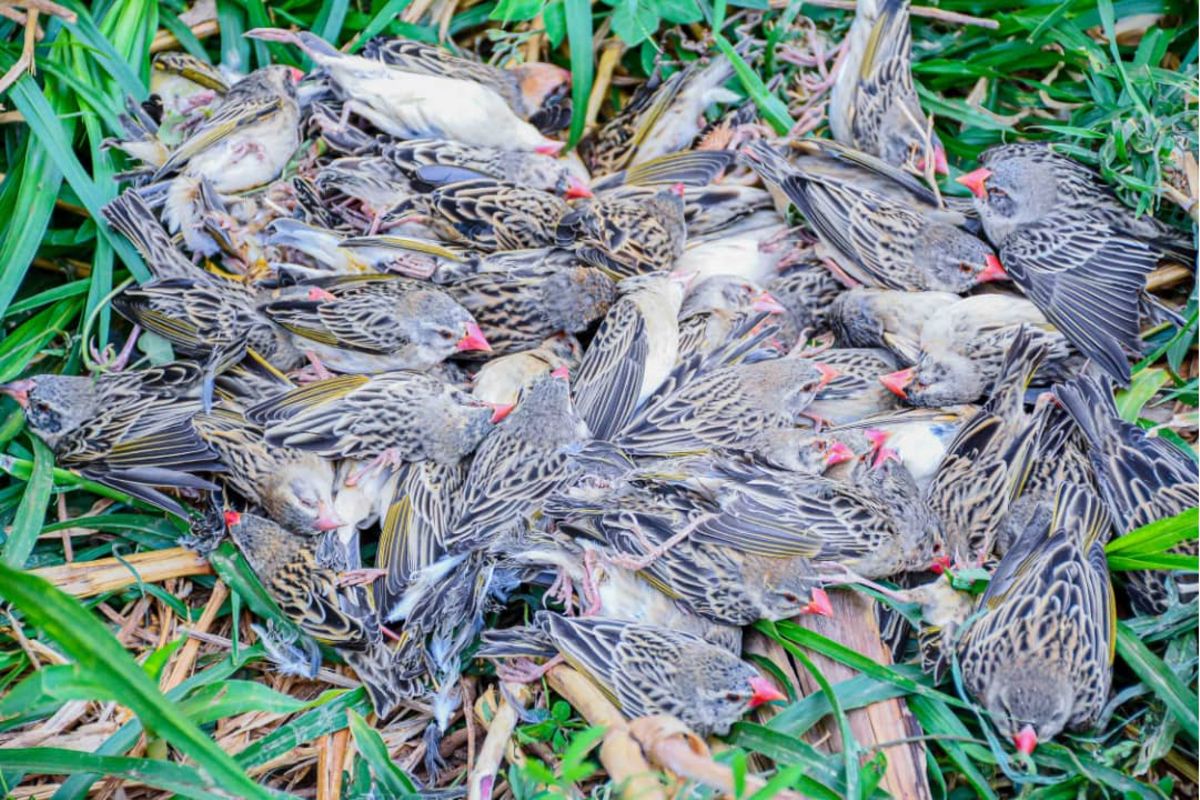 Inside Tanzania's strategy to control quelea birds and migratory pests ...