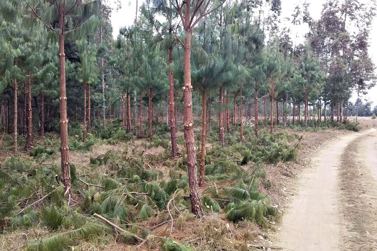 Pine trees bring new hope for Iringa, Njombe growers | The Citizen