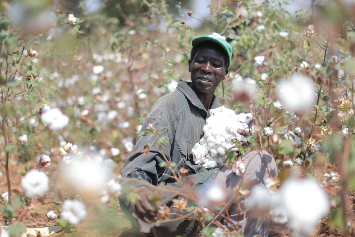 New cotton value chain initiative gets Sh1.4 billion boost | The Citizen