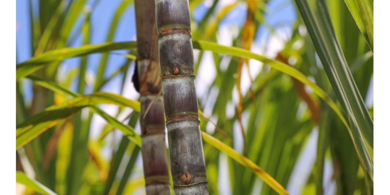 TPC to invest over Sh112 billion in molasses factory | The Citizen