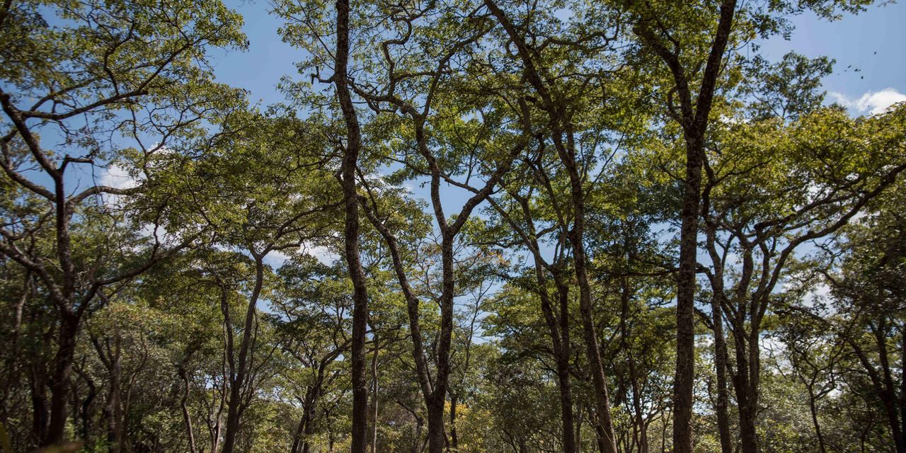 TANAPA and Carbon Tanzania partner for largest land-based carbon ...