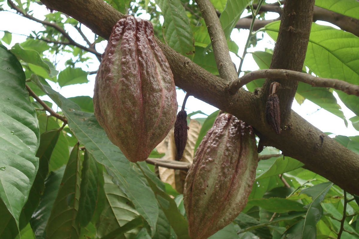 Kyela cocoa boom: Farmers urged to go commercial as prices rise | The ...