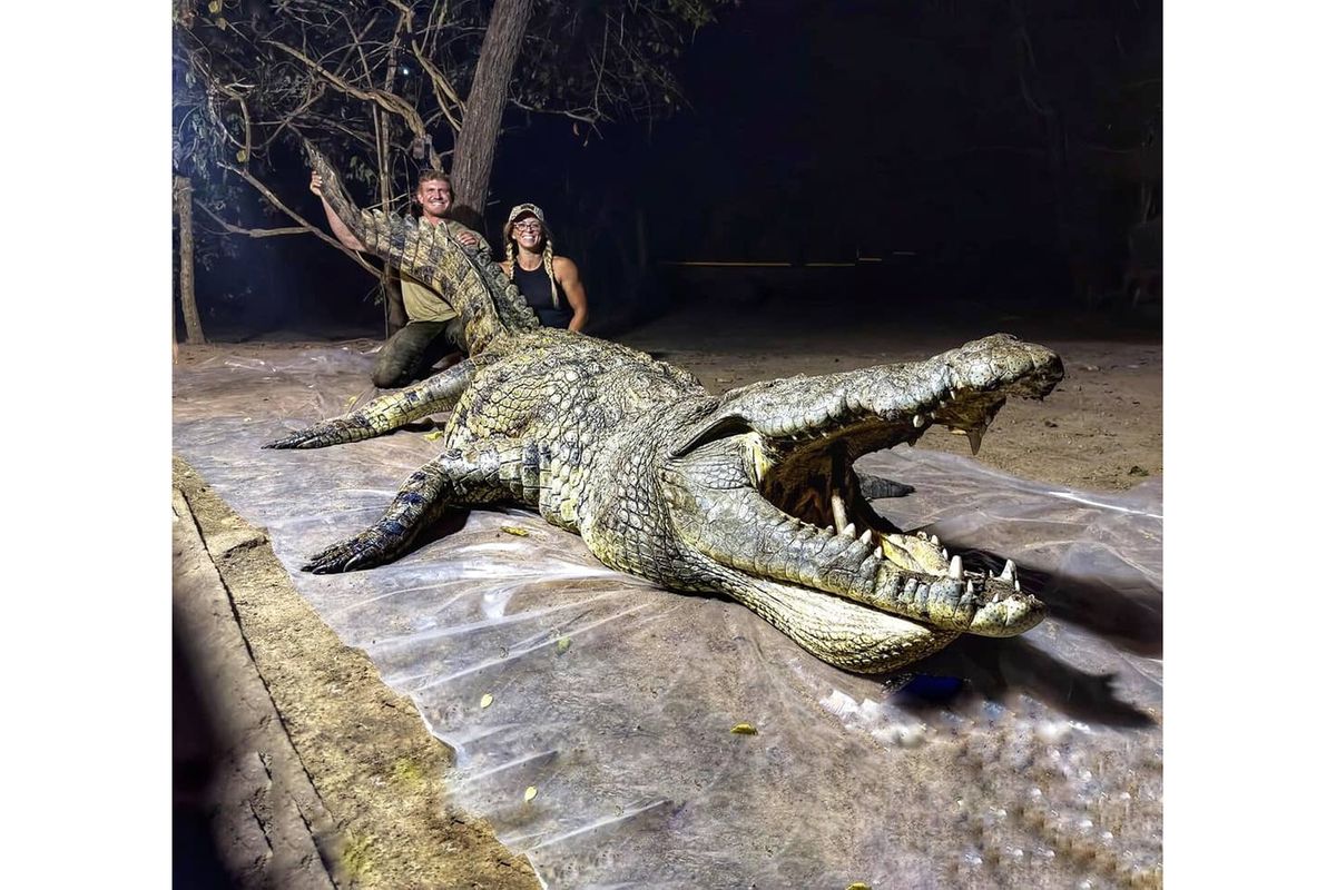 American couple claim of World Record crocodile kill in Tanzania sparks ...