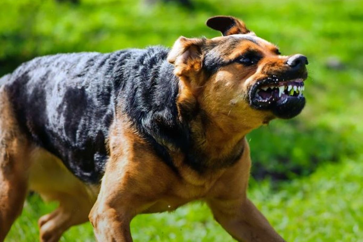 Government and citizens in joint effort to get rid of rabies and save ...