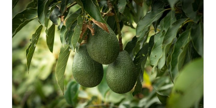 Taha condemns smuggling of unripe avocados into Tanzania | The Citizen