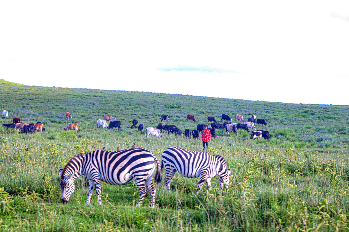 Relocations were meant to protect Ngorongoro, Tanzanian govt says | The ...