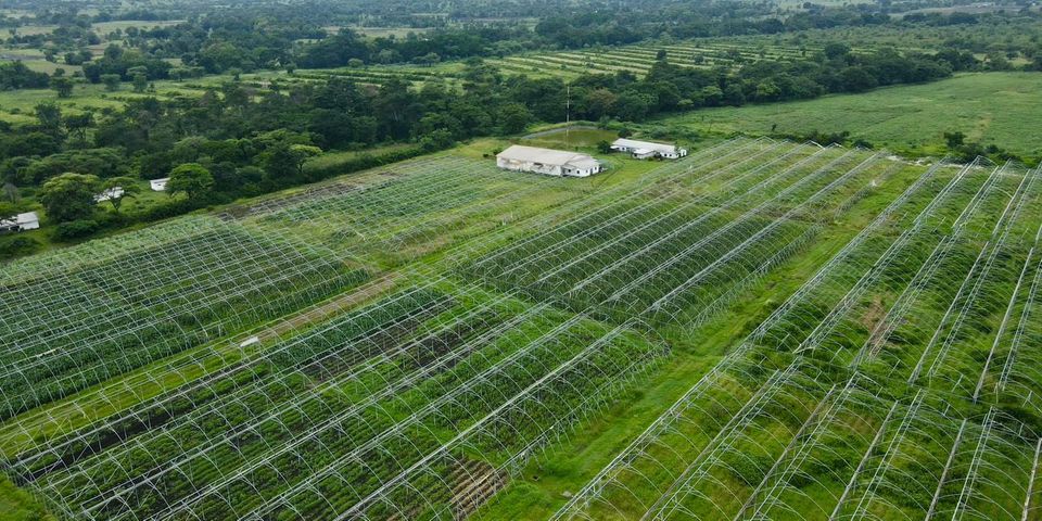Former Ethiopian PM offers to help revive Arusha flower farms | The Citizen