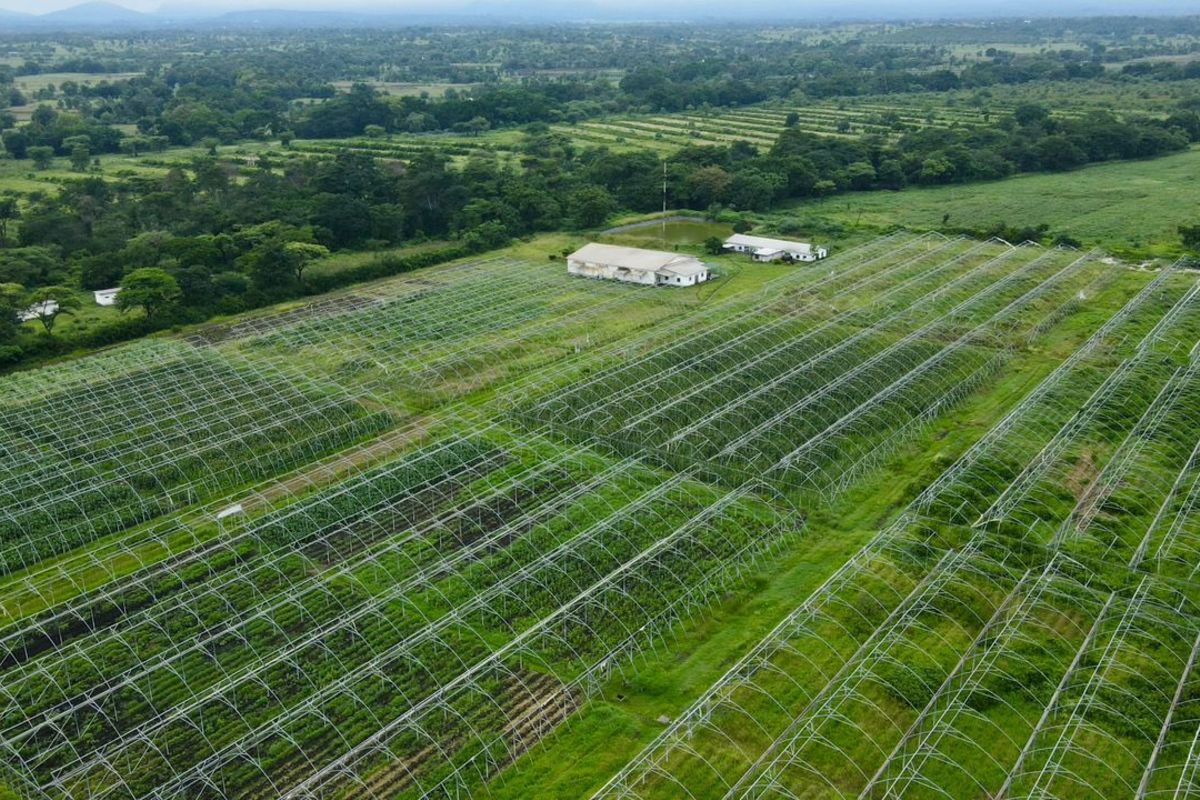 Former Ethiopian PM offers to help revive Arusha flower farms | The Citizen