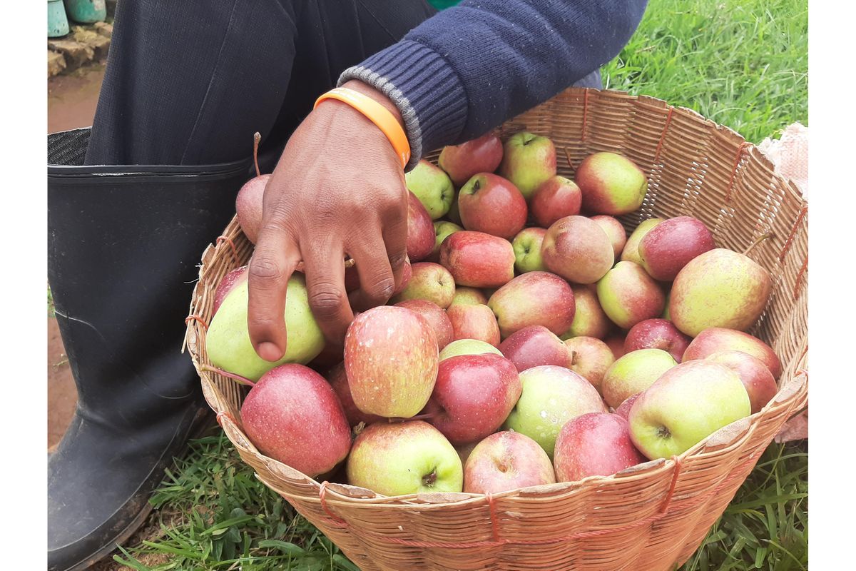 East Africa initiates fresh drive to grow apples, cut down on imports ...