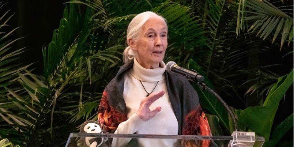 Celebrating a Legacy of Hope: Dr. Jane Goodall Turns 90 | The Citizen
