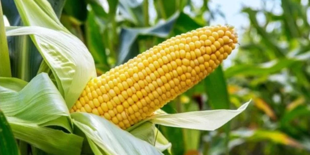 Why women are venturing into fresh maize business in Njombe | The Citizen