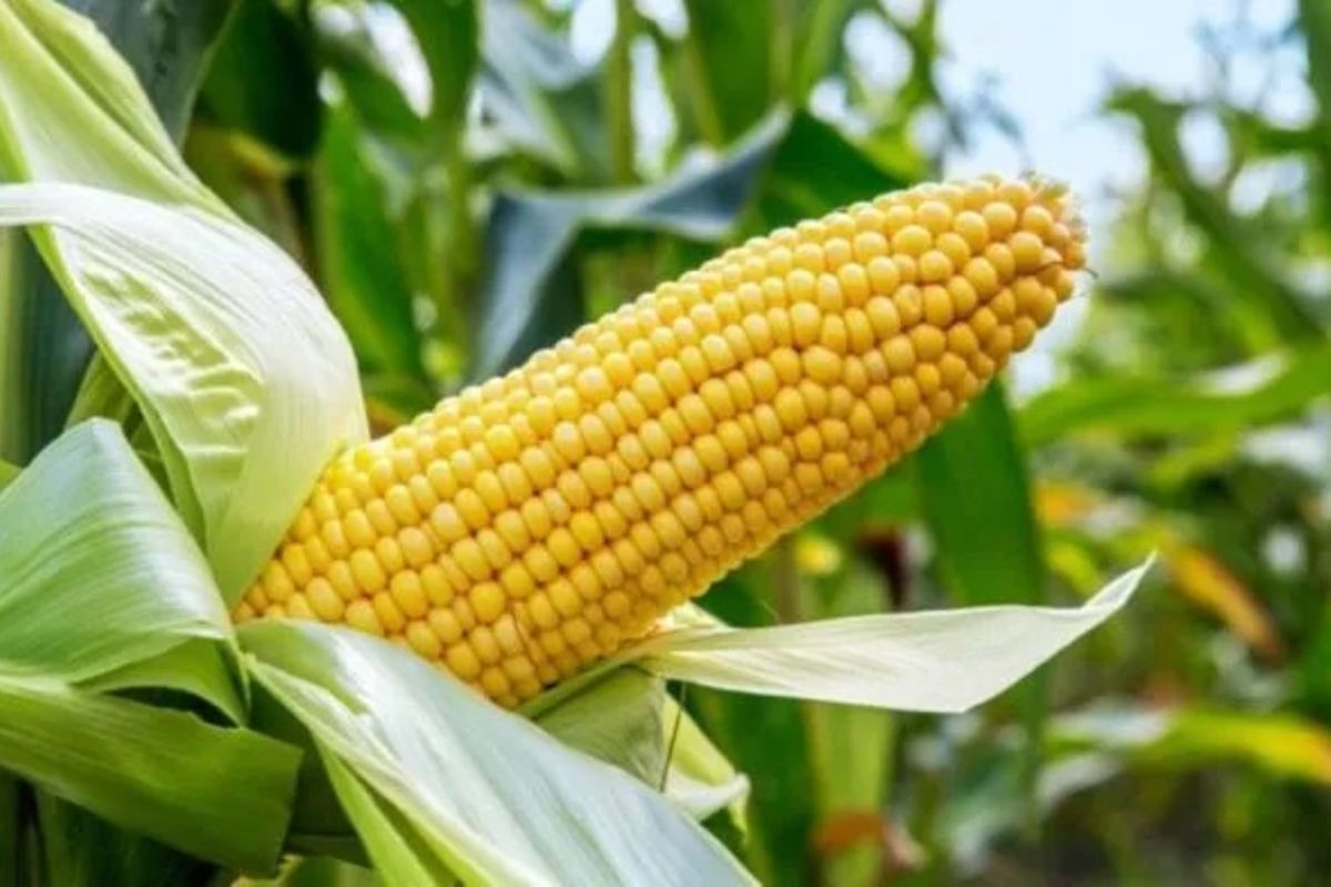 Why women are venturing into fresh maize business in Njombe | The Citizen