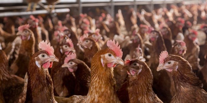 Increasing biosecurity in poultry farming could save farmers money ...