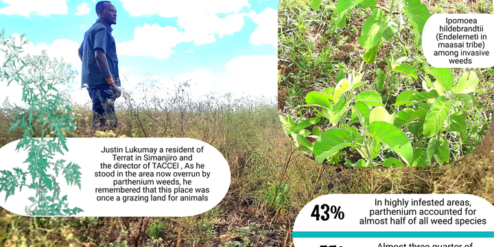 How invasive weeds threaten pastoral livelihoods in Tanzania | The Citizen