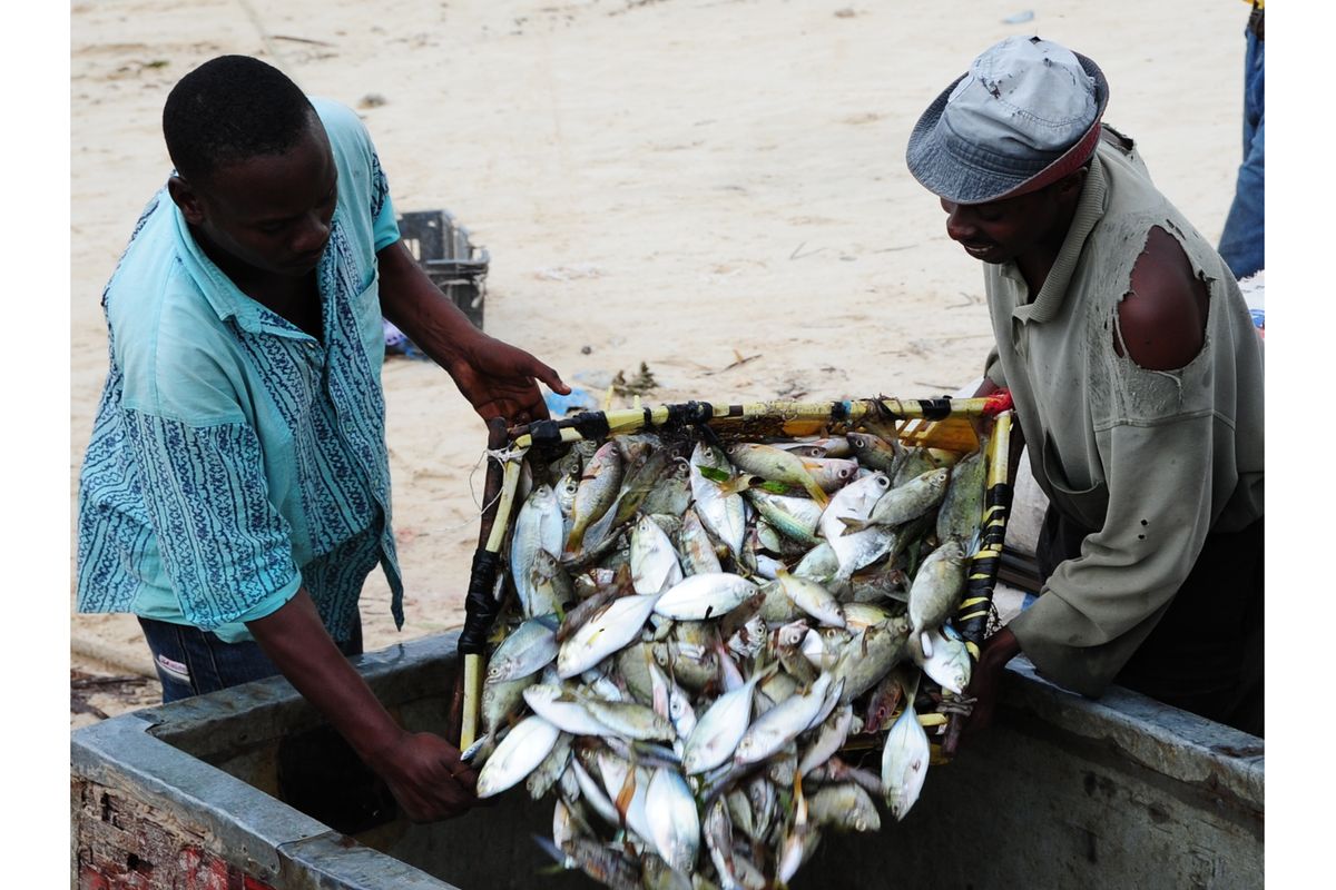 How deep sea fishing will be monitored more closely | The Citizen