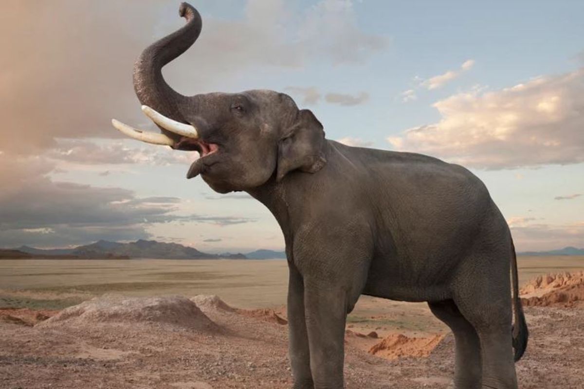 Elephants call each other by names that they invent, study finds | The ...