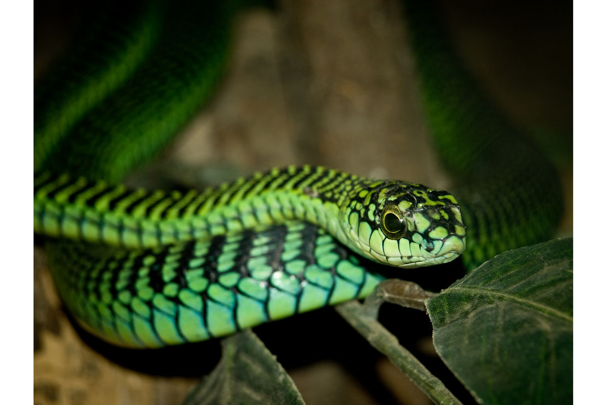 Ruaha National Park launches groundbreaking research initiative on ...