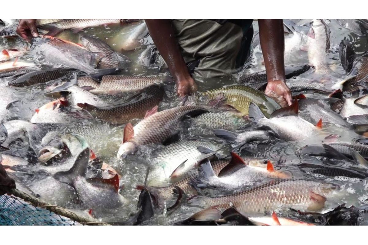 Tanzanian innovator develops device to monitor feeding in fish farms ...