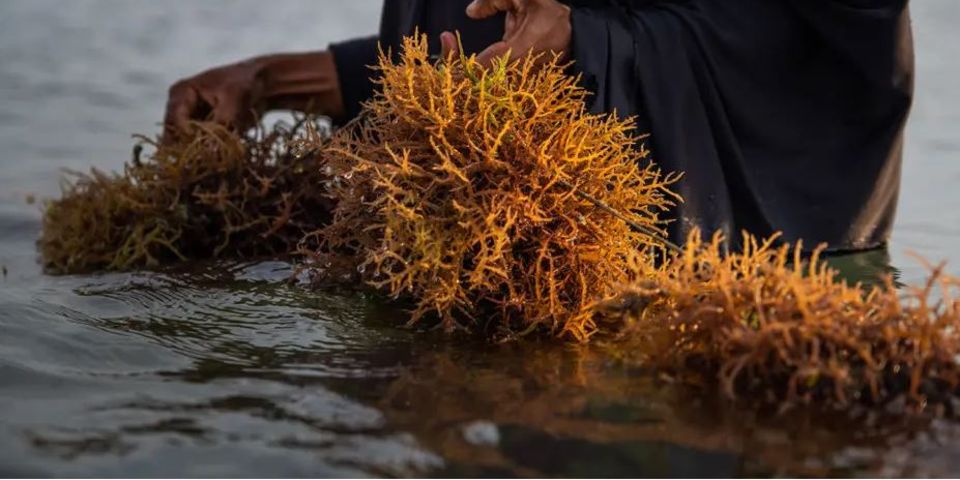 Zanzibar seaweed growers seek research on disease affecting crop | The ...